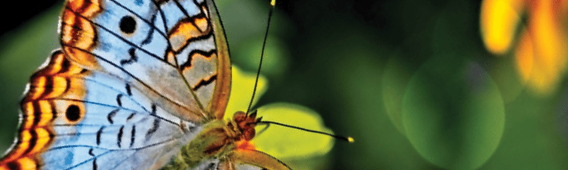 WINGS Program | Domestic Violence Service Provider | Chicago | Illinois