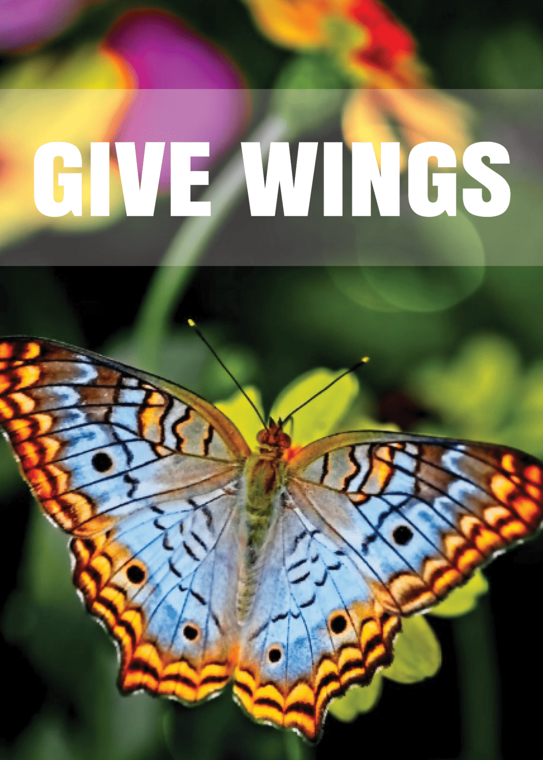 WINGS Program | Butterfly Club | Convenient Monthly Donor Program