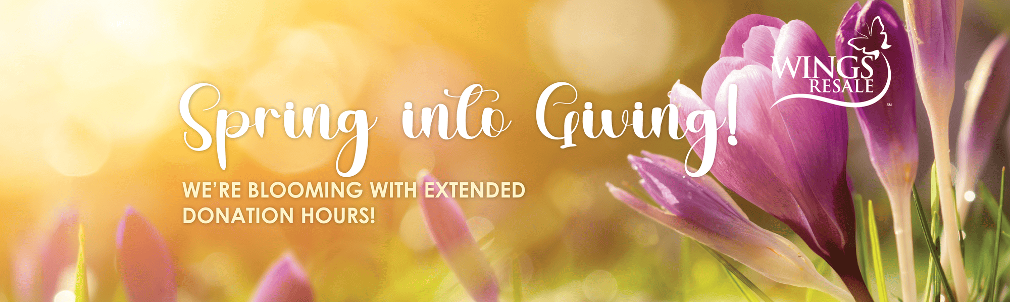WINGS Program | Domestic Violence Service Provider | Chicago | Illinois